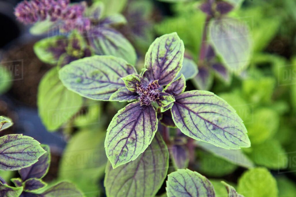 Lemon Basil and Its Benefits - The Bloom Pot
