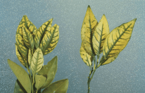 Zinc Deficiency Symptoms in Citrus Trees - The Bloom Pot