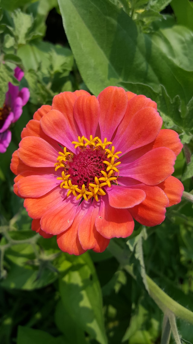 The Best Annual Red Flowers to Plant in Your Garden