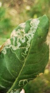 Mandarin Common Pests and Diseases- Treat, Control, & Prevent