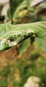 Mandarin Common Pests and Diseases- Treat, Control, & Prevent